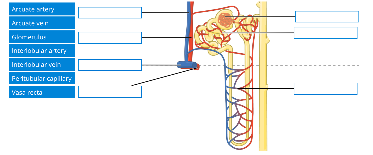 Peritubular Capillaries And Vasa Recta