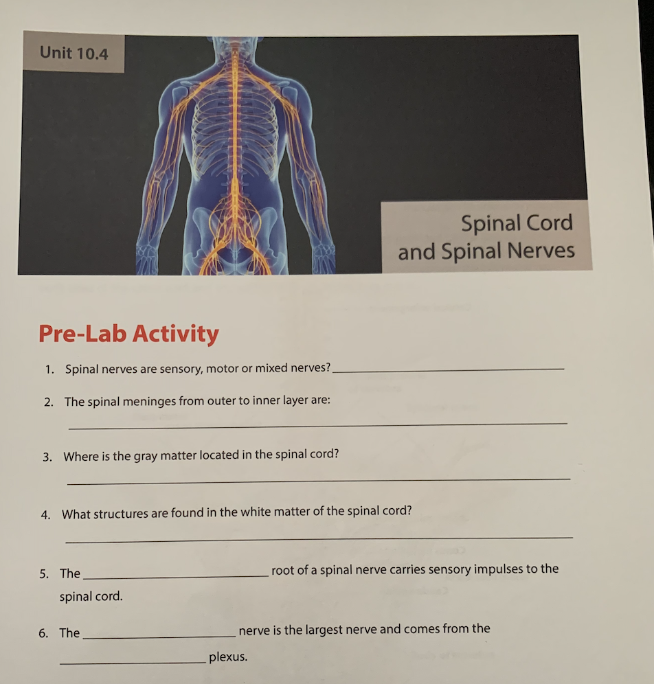 Solved Unit 10.4 Spinal Cord and Spinal Nerves Pre-Lab | Chegg.com
