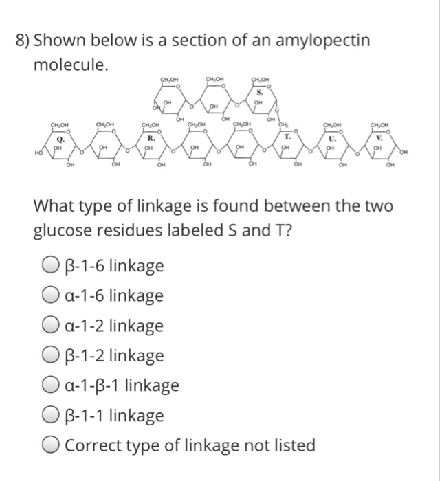 Solved 8) Shown below is a section of an amylopectin | Chegg.com