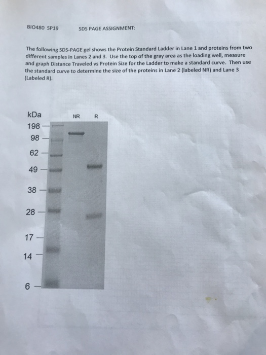 Solved BIO480 SP19 SDS PAGE ASSIGNMENT: The following | Chegg.com