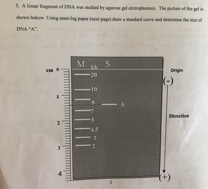 Solved 5. A linear fragment of DNA was studied by agarose | Chegg.com