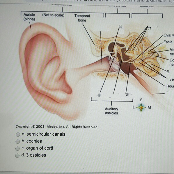 Auricle Pinna