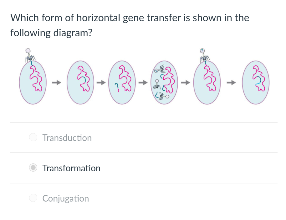 Solved Which form of horizontal gene transfer is shown in | Chegg.com