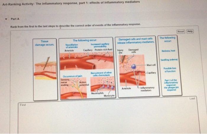 Solved Art-Ranking Activity: The inflammatory response, part | Chegg.com