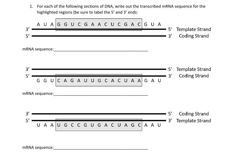 Solved 1. For each of the following sections of DNA, write | Chegg.com