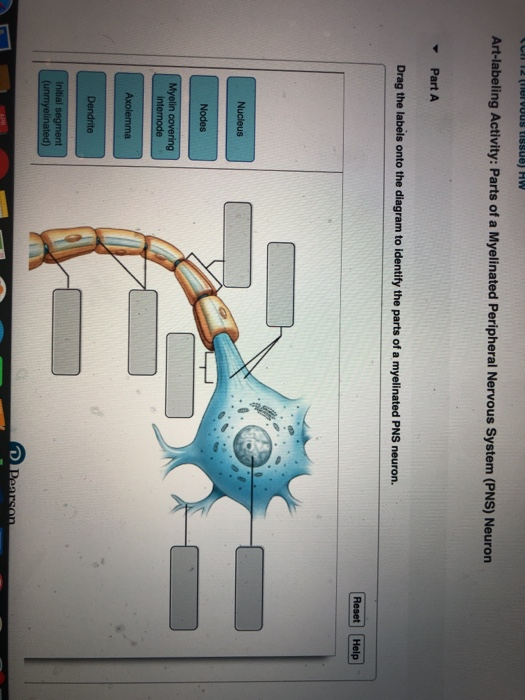 Solved Art-labeling Activity: Parts of a Myelinated | Chegg.com