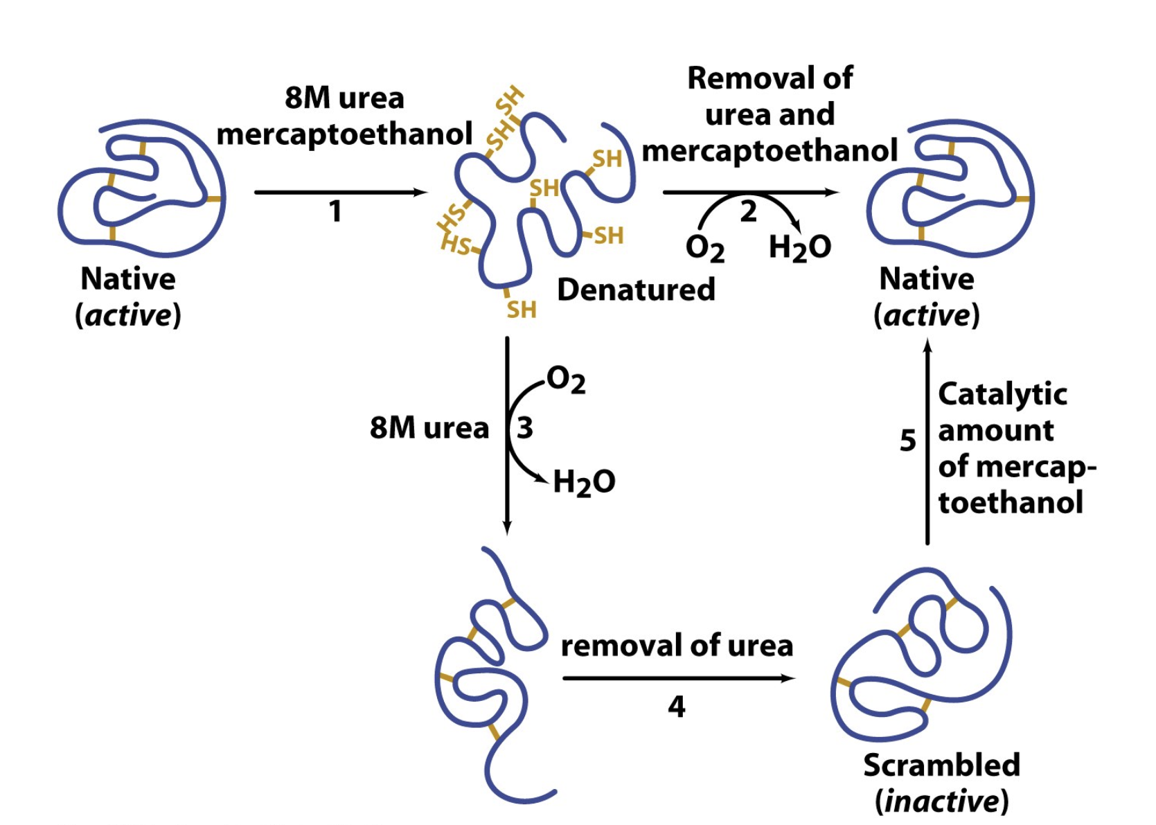 Solved This is an experiment done by Anfinsen, in which | Chegg.com