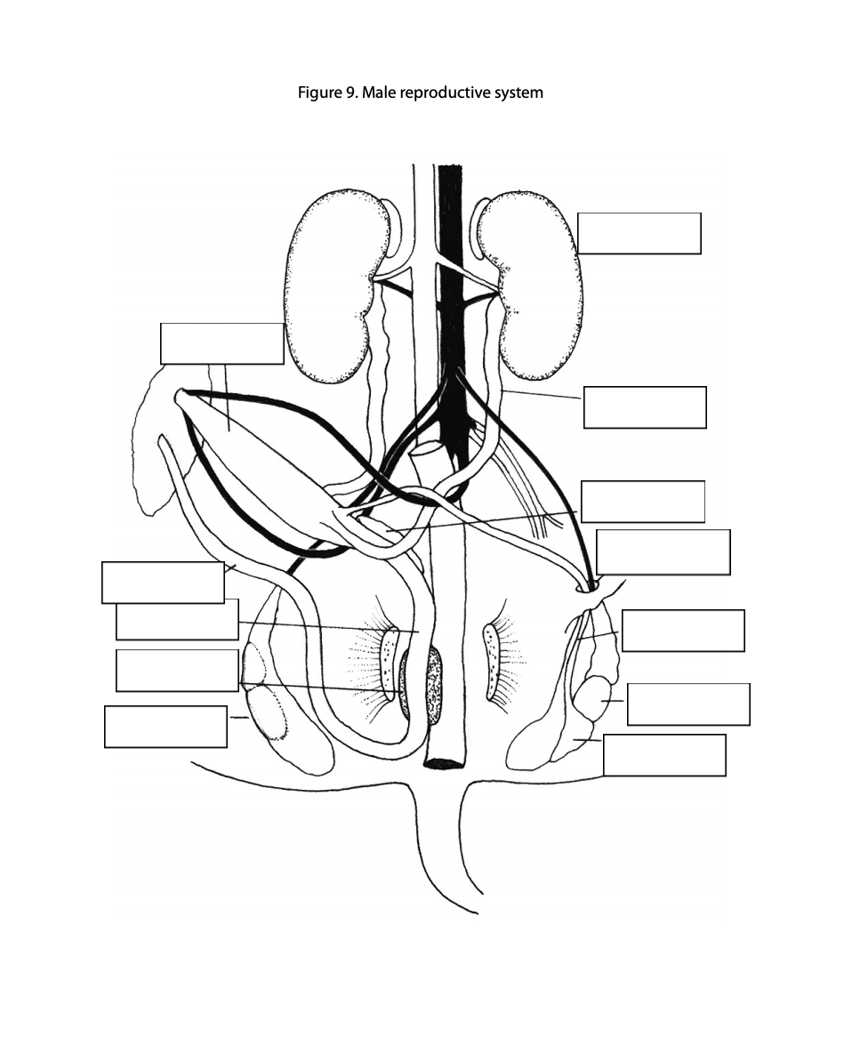 Fetal Pig Male Reproductive System