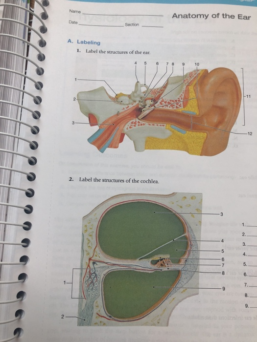 Solved Name Anatomy of the Ear Date Section A. Labeling 1. | Chegg.com