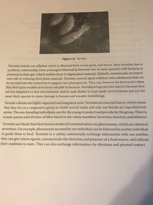 Solved Hypothesis Testing Lab 1 Termites and the Scientific | Chegg.com