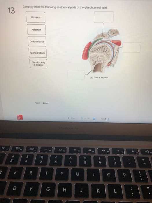 Solved Correctly label the following anatomical parts of the | Chegg.com