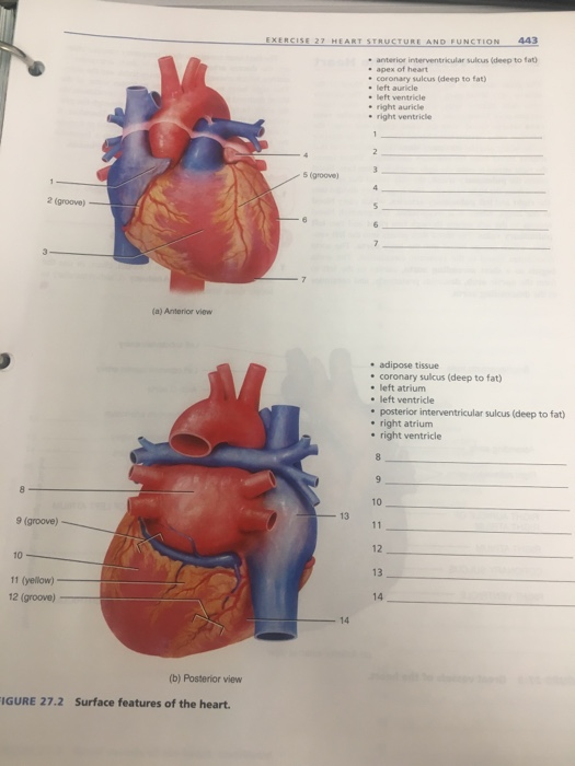 Solved EXERCISE 27 HEART STRUCTURE AND FUNCTION 443 , | Chegg.com