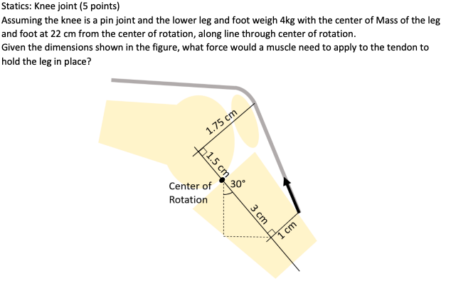 Solved Statics: Knee joint (5 points) Assuming the knee is a | Chegg.com