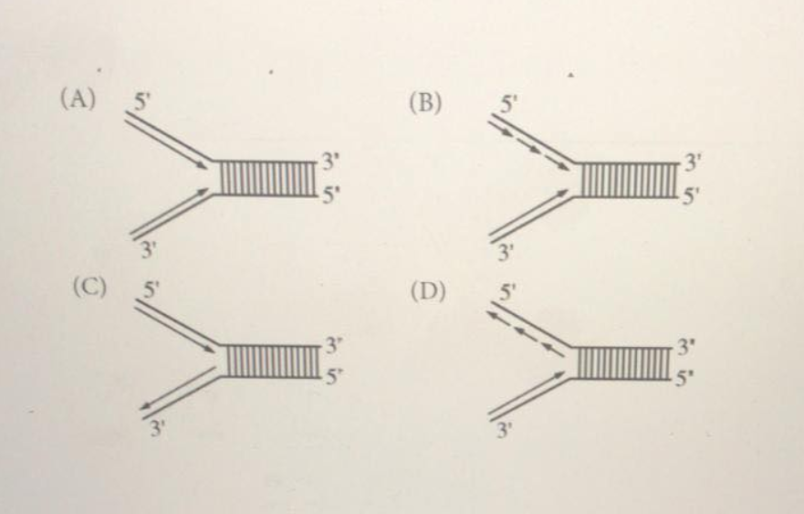 Solved When DNA replicates, each strand of the original DNA | Chegg.com