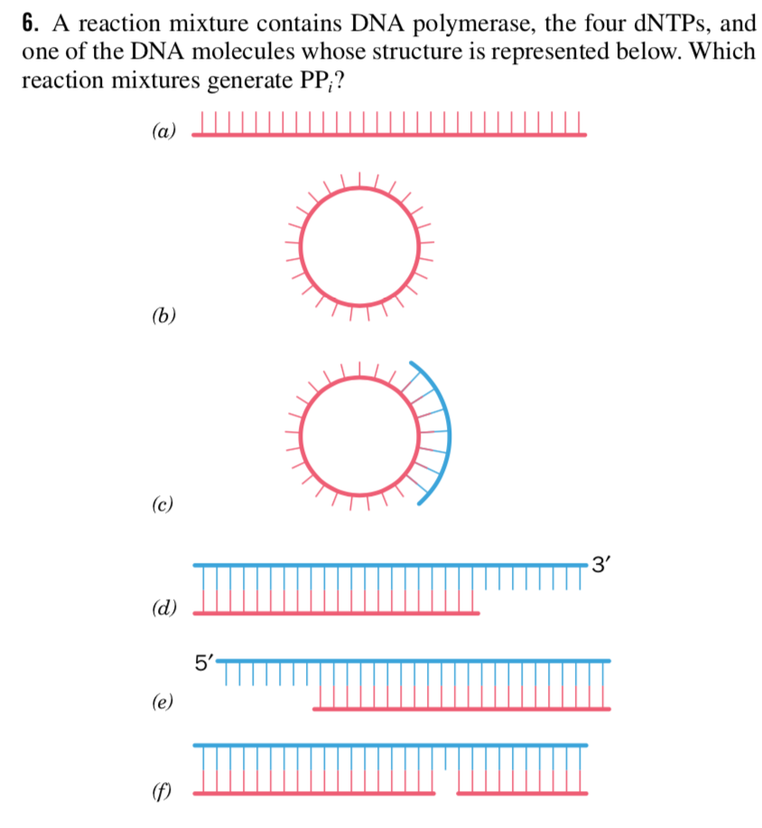 Solved 6. A reaction mixture contains DNA polymerase, the | Chegg.com