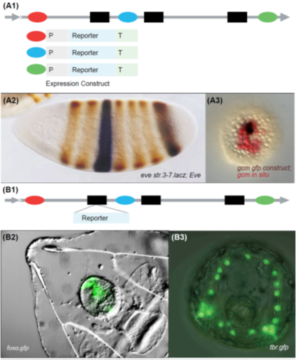 Summarize different reporter construct approaches | Chegg.com