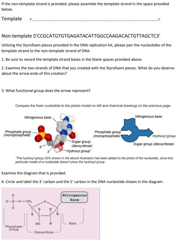 Solved If the non-template strand is provided, please | Chegg.com