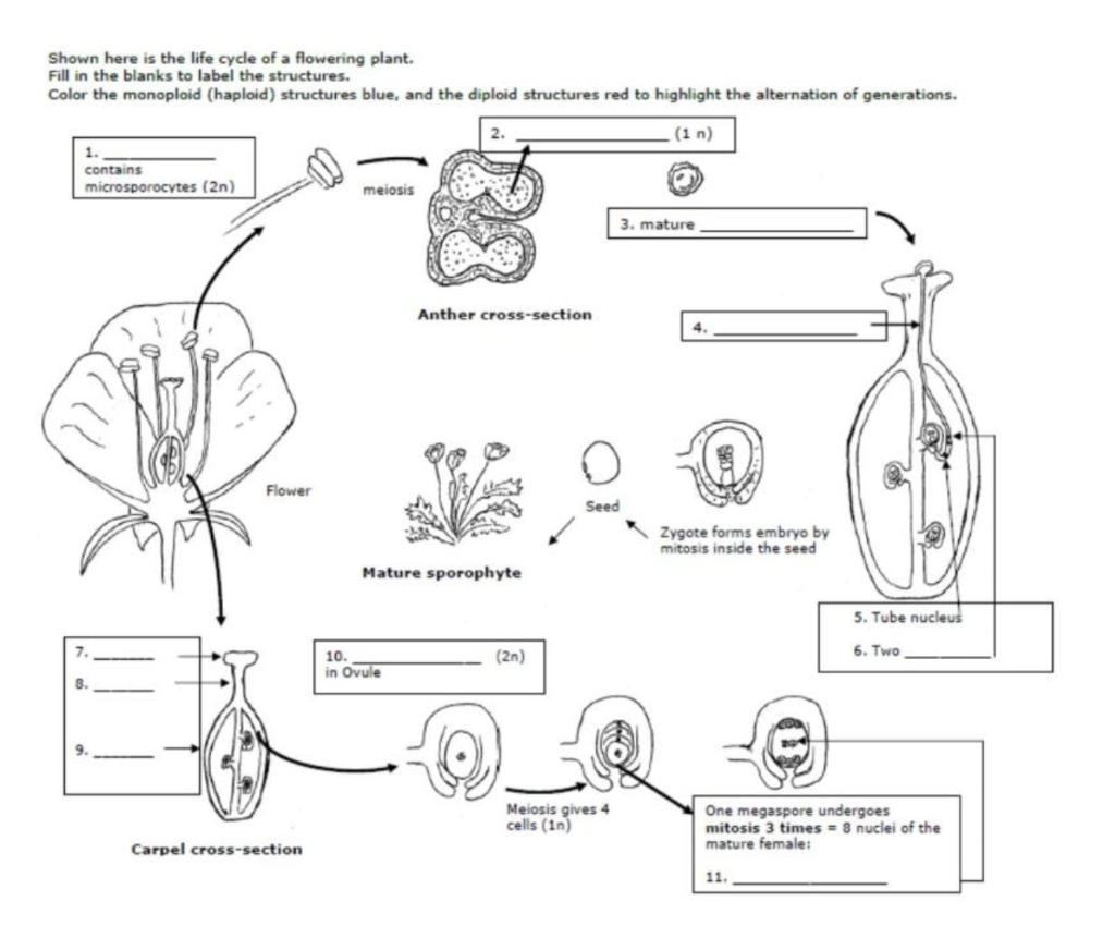 Life Cycle Of A Flowering Plant