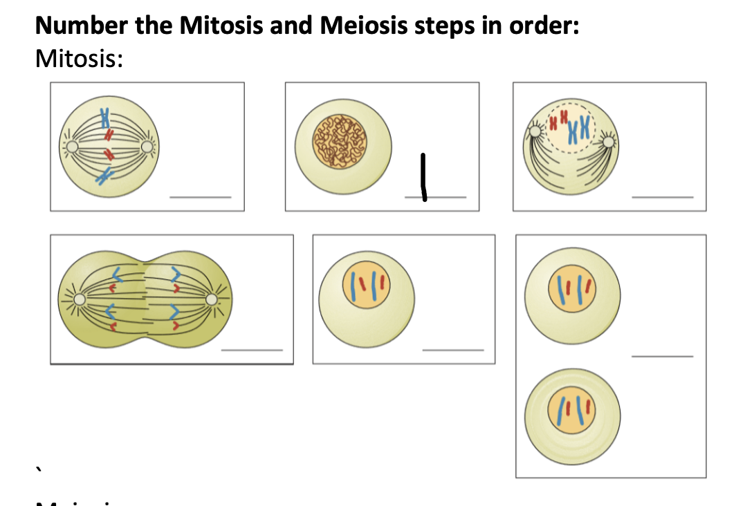 Solved Number the Mitosis and Meiosis steps in order: | Chegg.com