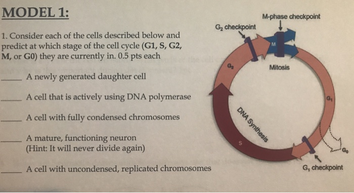 Solved MODEL 1: M-phase checkpoint G2 checkpoint 1. Consider | Chegg.com