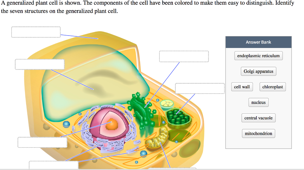 Plant Cell Structure Labeled Quizlet Plant Cell Label Worksheets 