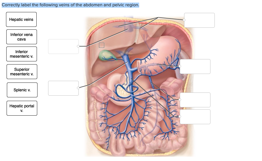 Solved Correctly label the following veins of the abdomen | Chegg.com