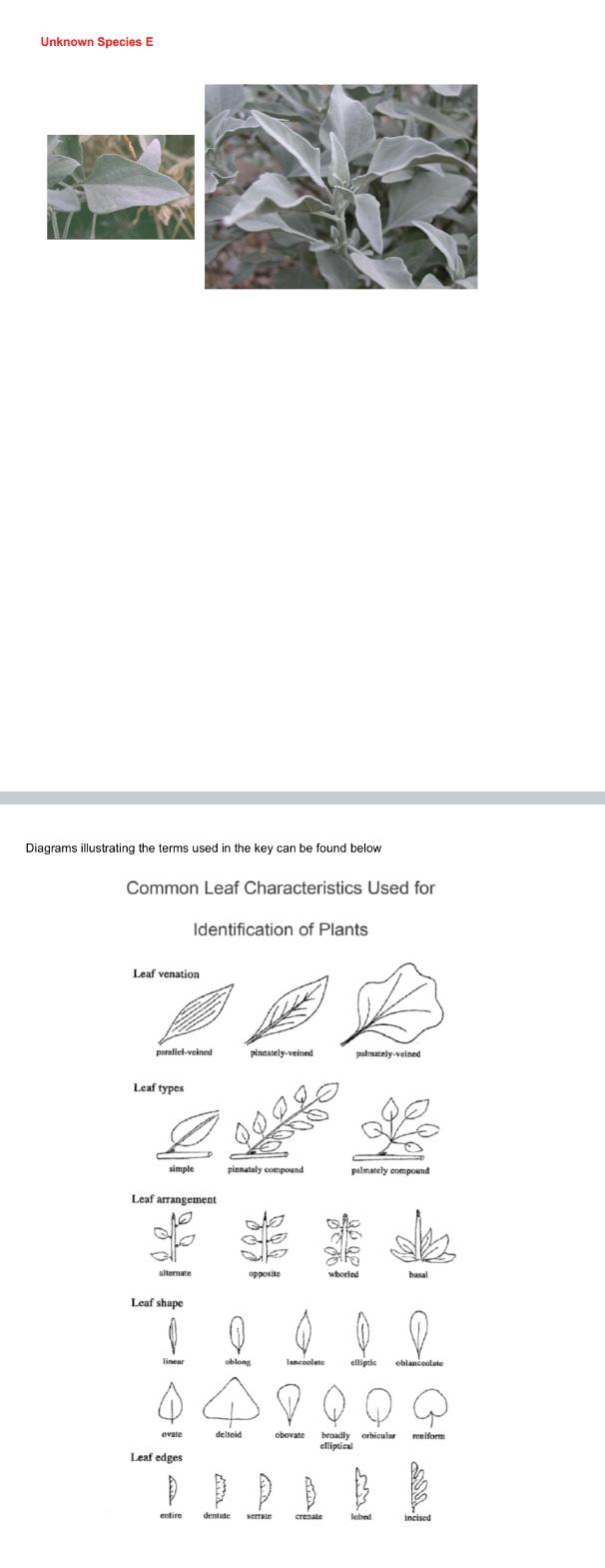 Solved EXERCISE 1: USING A DICHOTOMOUS KEY The | Chegg.com