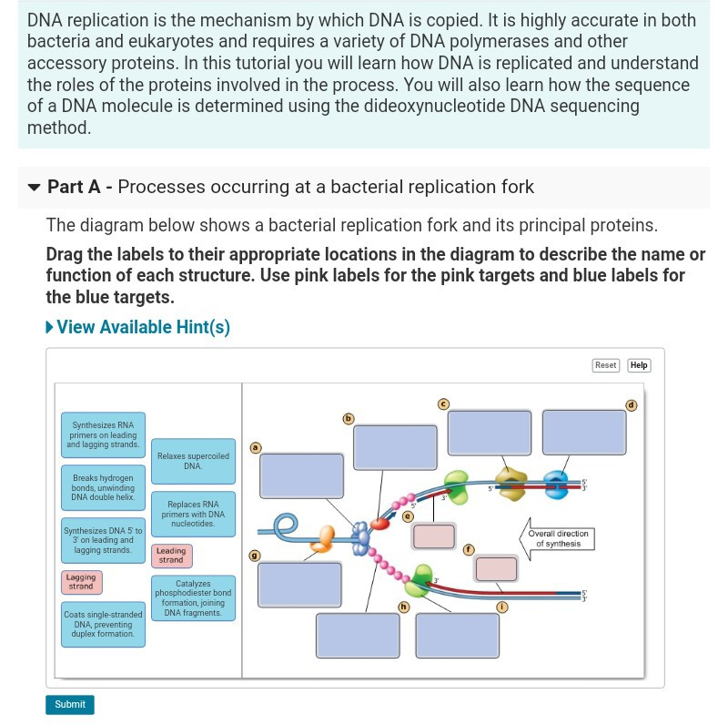 Solved: DNA Replication Is The Mechanism By Which DNA Is C... | Chegg.com
