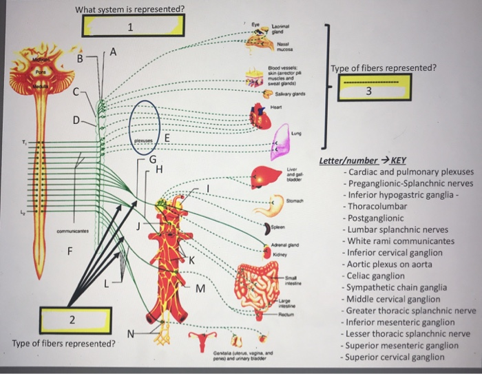 Sympathetic Chain Aorta