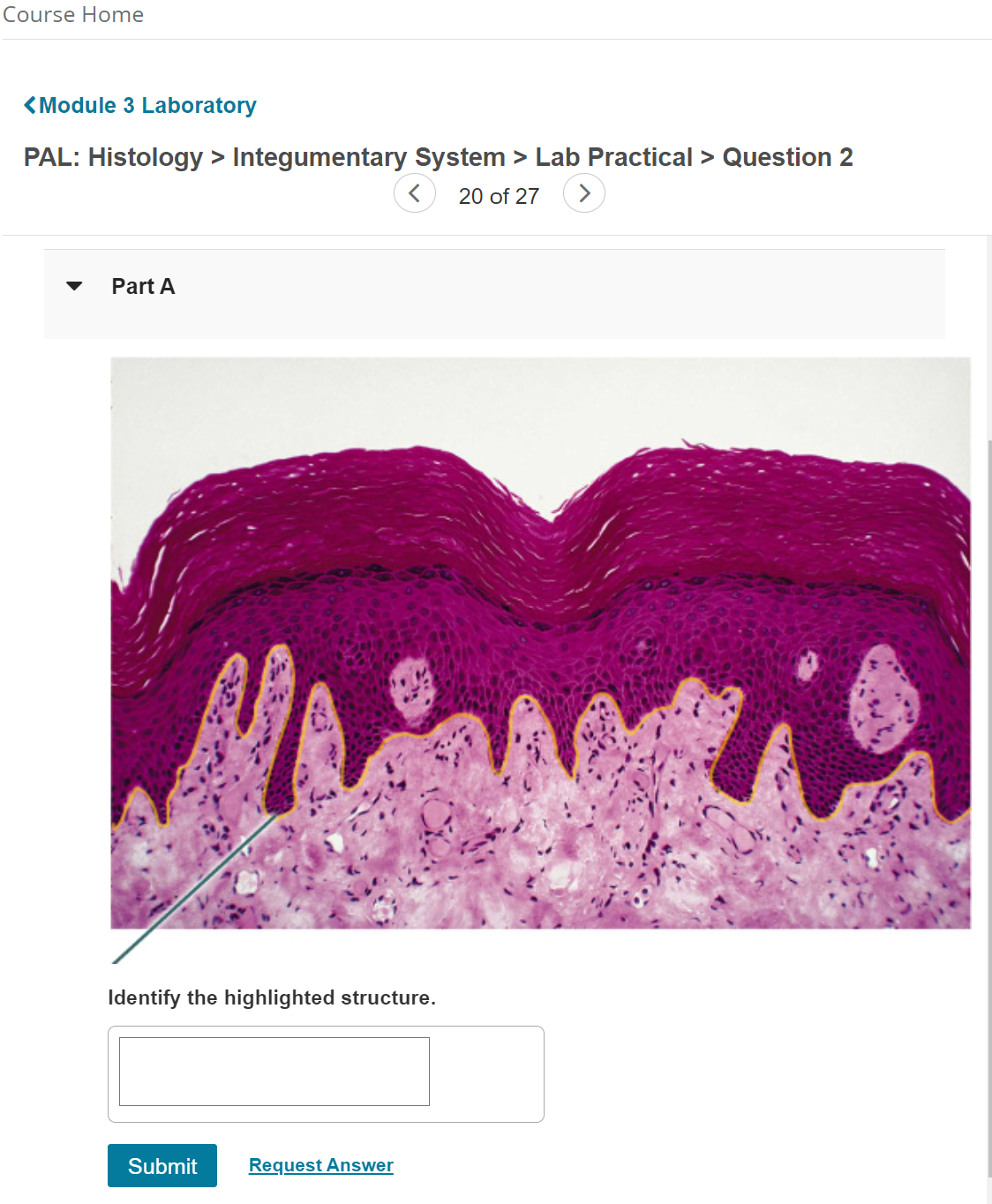 Solved Integumentary System > Lab Practical > Question 2 20 | Chegg.com Solved Integumentary System > Lab Practical > Question 2 20 | Chegg.com