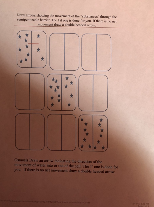 Solved Draw arrows showing the movement of the "substances" | Chegg.com