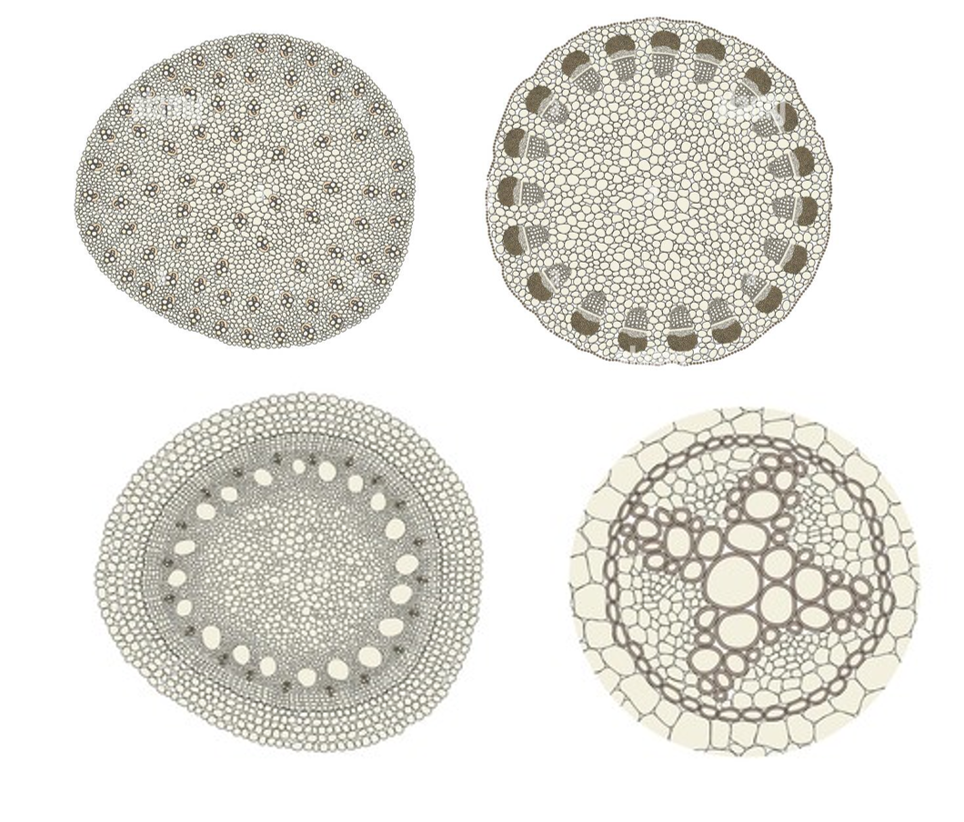 Solved 1. Maple syrup is produced by extracting sap from | Chegg.com