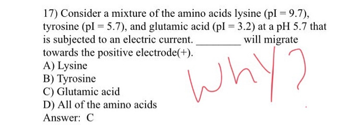 Solved 17) Consider a mixture of the amino acids lysine (pI | Chegg.com