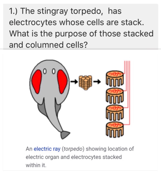 Solved The stingray torpedo, has electrocytes whose cells | Chegg.com
