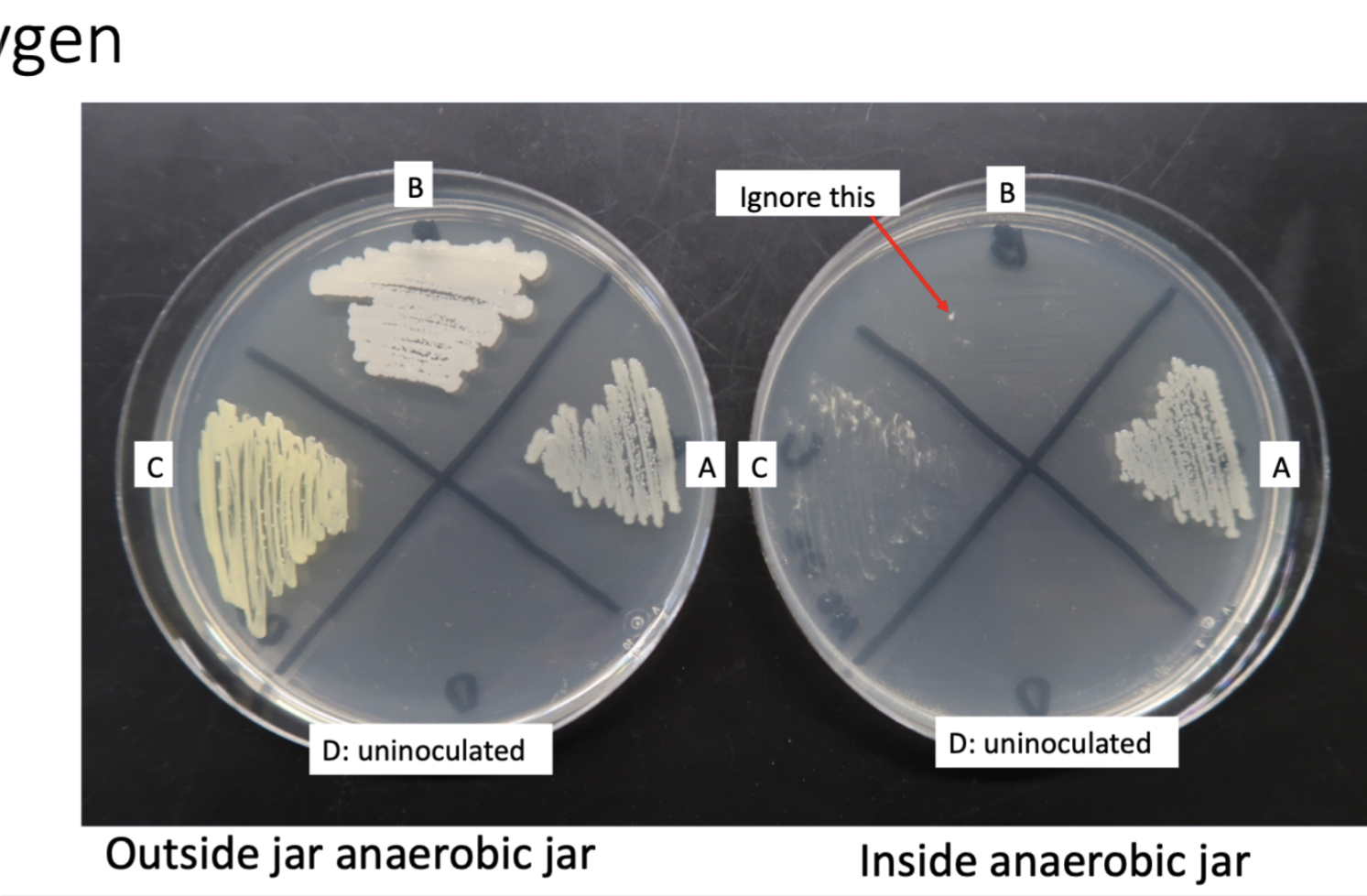 Solved a) Cultures A, B, and C were inoculated on plates | Chegg.com