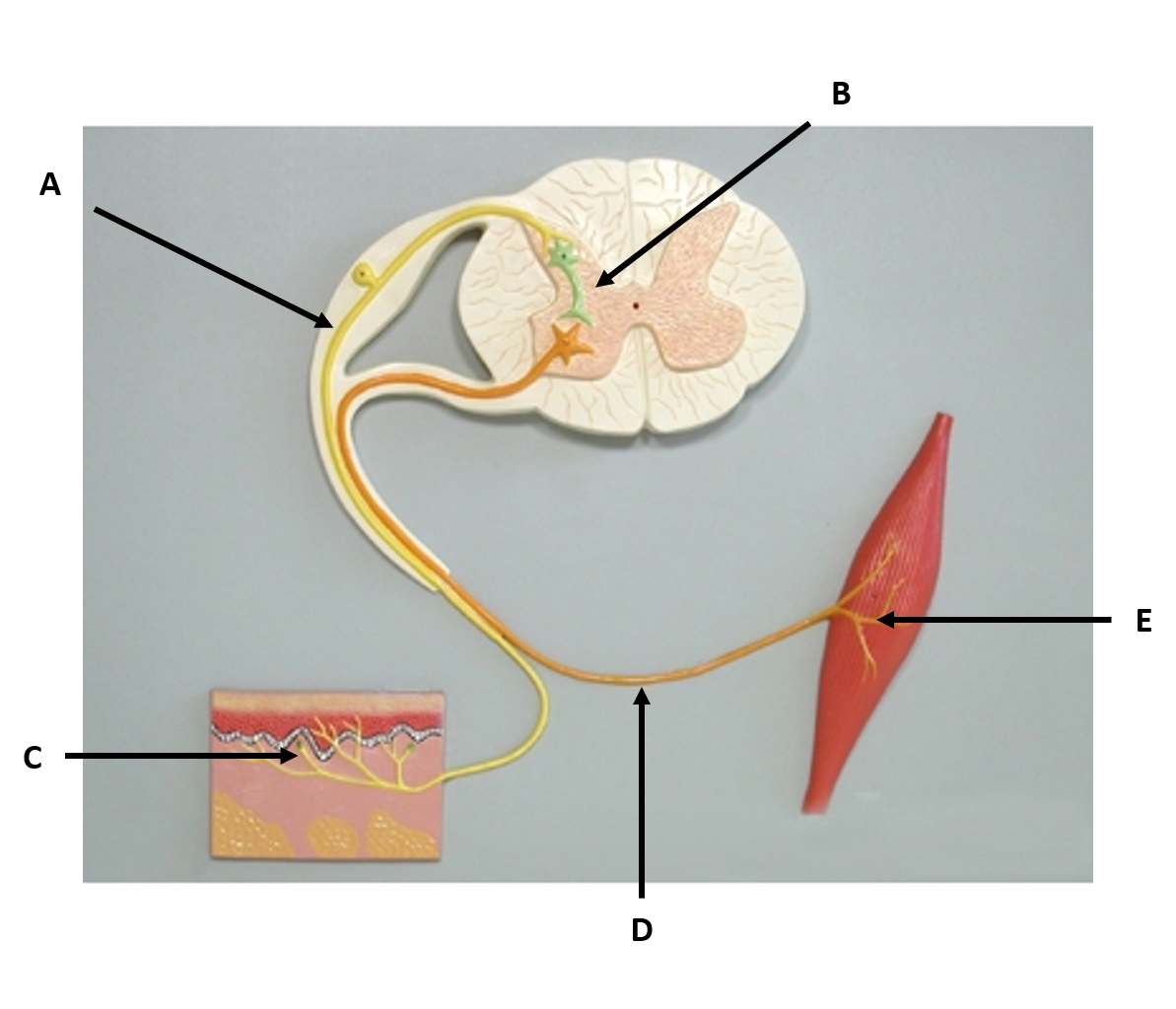 Solved Sensory receptor Integration center Effector Sensory | Chegg.com