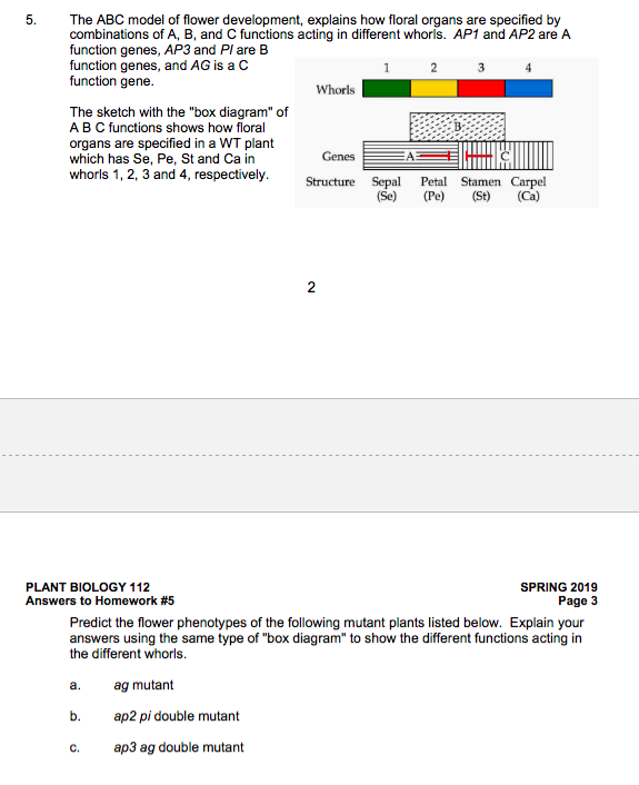 Solved 5. The ABC model of flower development, explains how | Chegg.com