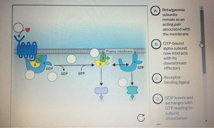 Solved A Beta/gamma subunits remain as an acting pair | Chegg.com