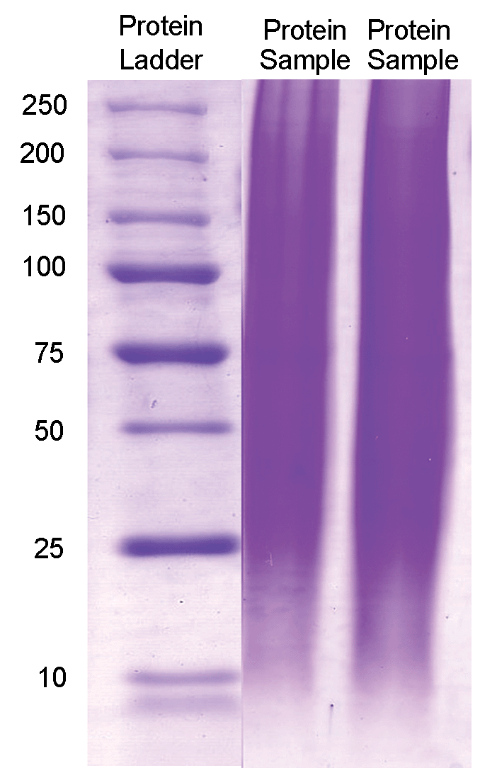 Solved You load your protein sample and a protein ladder | Chegg.com