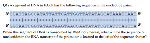 Solved Q1) A segment of DNA in E.Coli has the following | Chegg.com