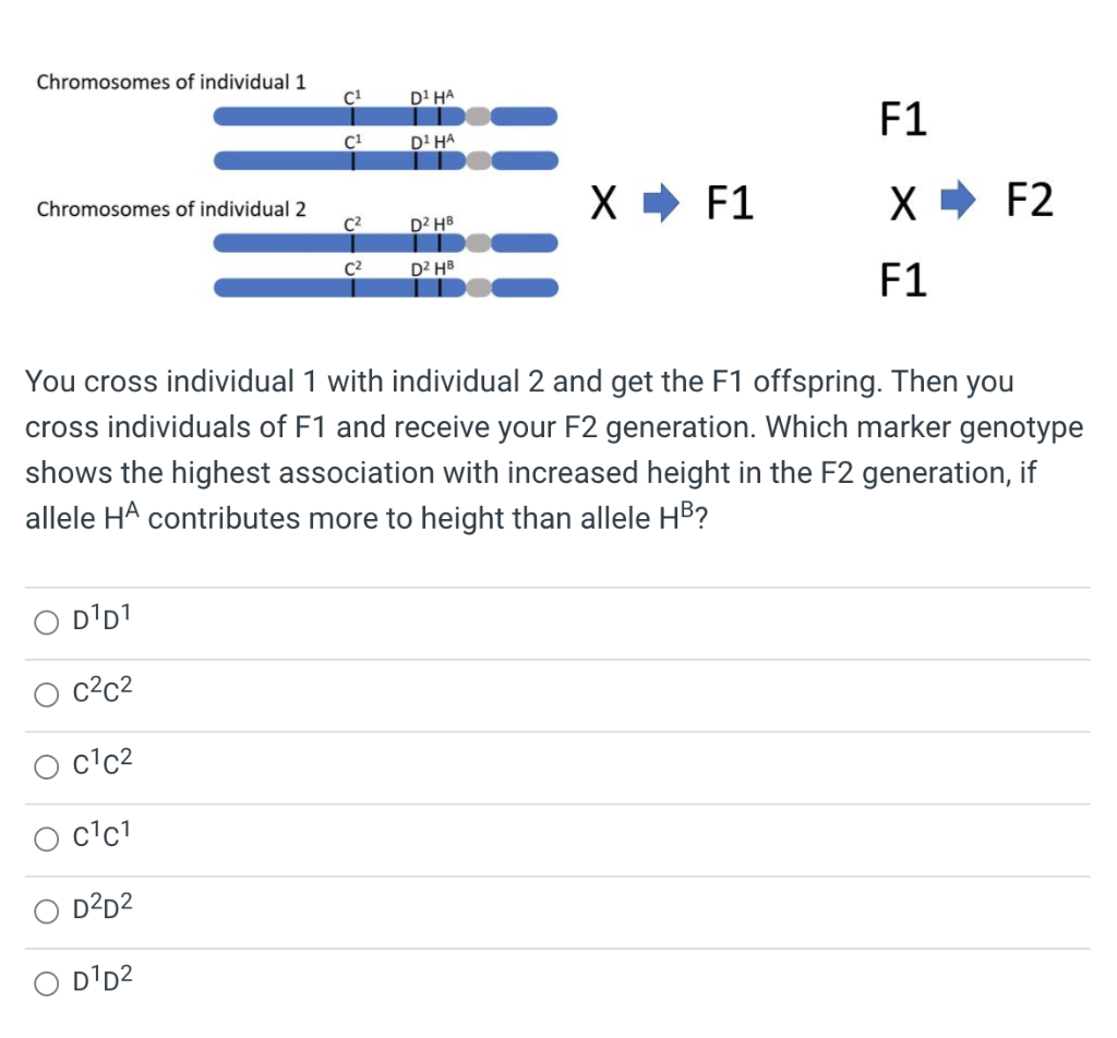 Solved Chromosomes of individual 1 C1 DHA F1 C1 DHA | Chegg.com