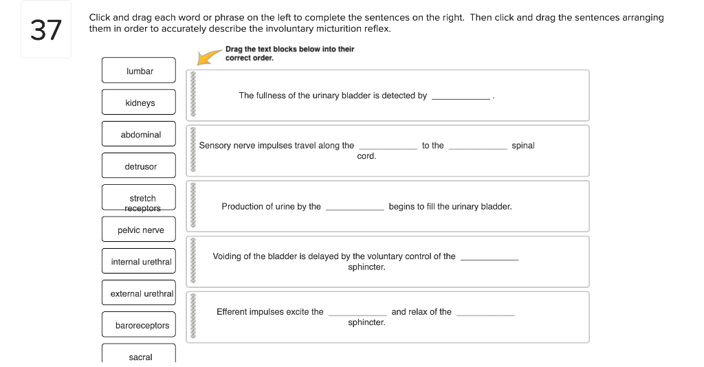 Solved 37 Click and drag each word or phrase on the left to | Chegg.com
