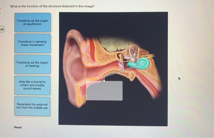 Solved What is the function of the structure featured in the | Chegg.com