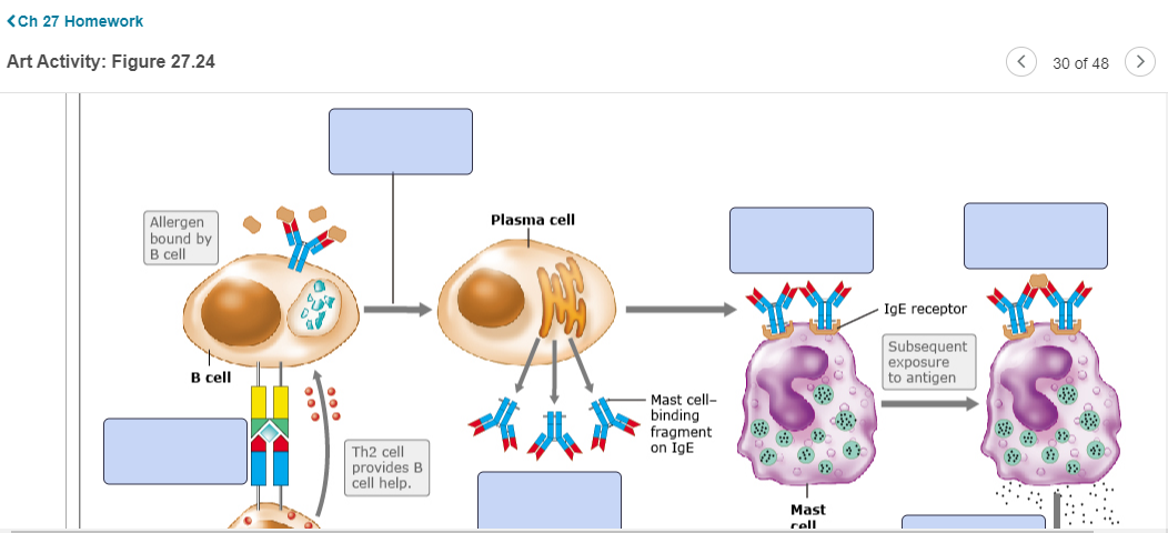 Solved 1 Review Immediate hypersensitivity reactions are | Chegg.com