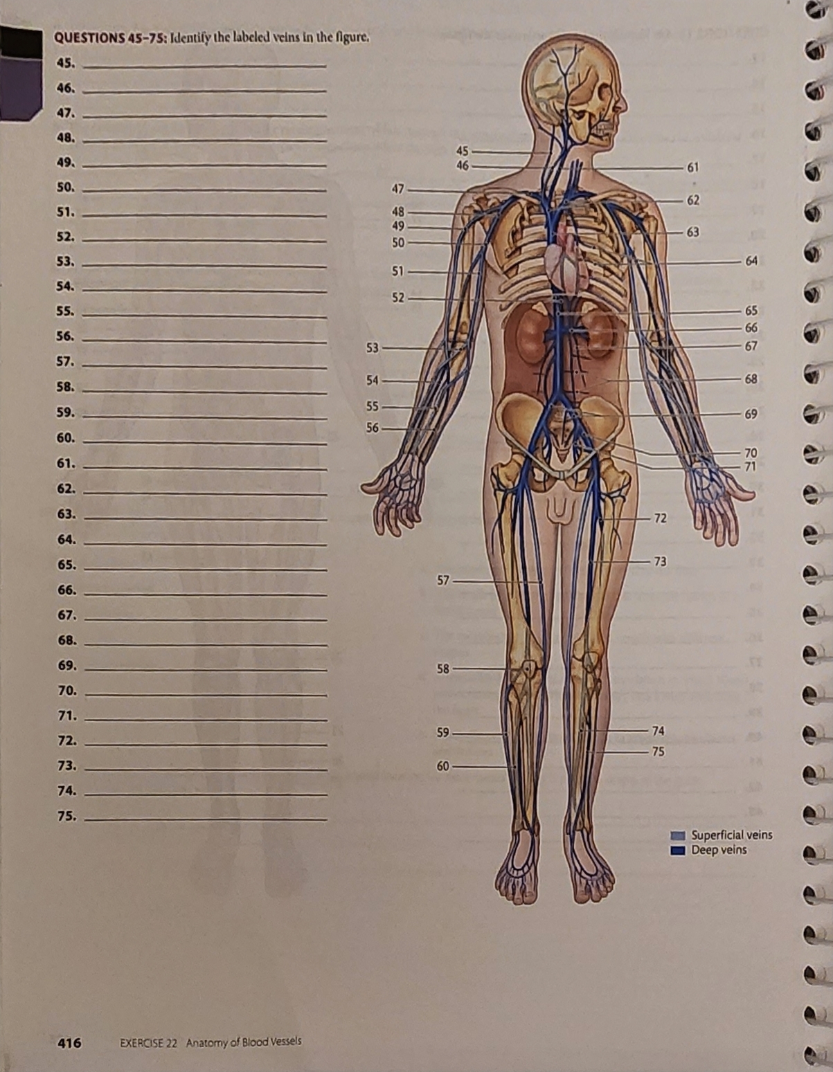 Solved QUESTIONS 45-75: Identify the labeled veins in the I | Chegg.com