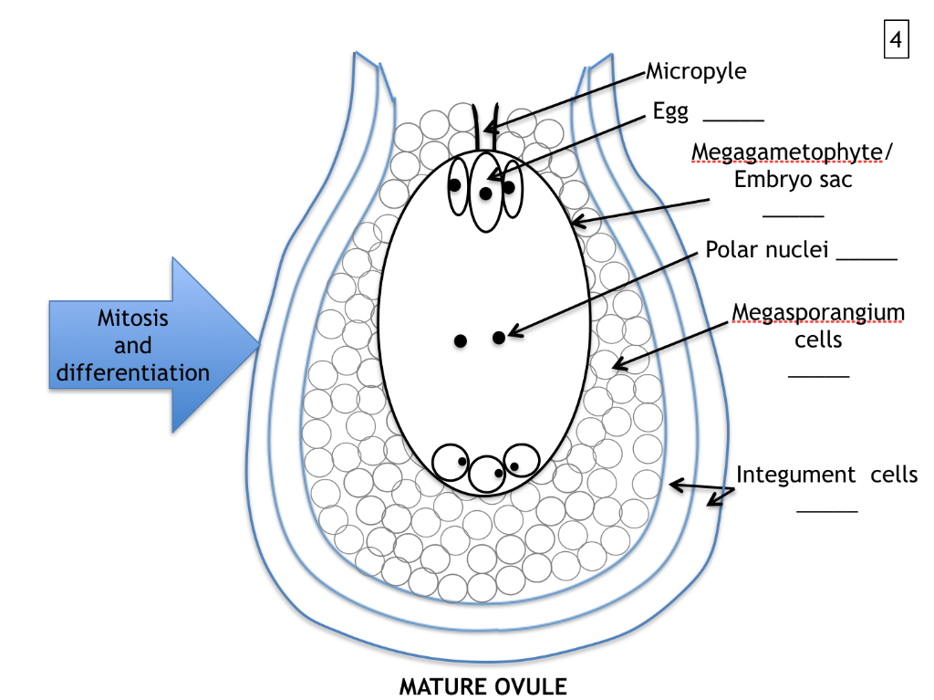 Solved Each slide has a diagram of a different stage of | Chegg.com