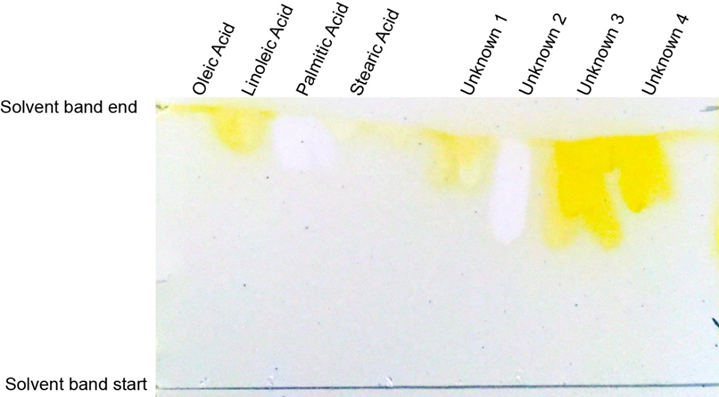The TLC plates for the iodine and FeCl3 staining are | Chegg.com