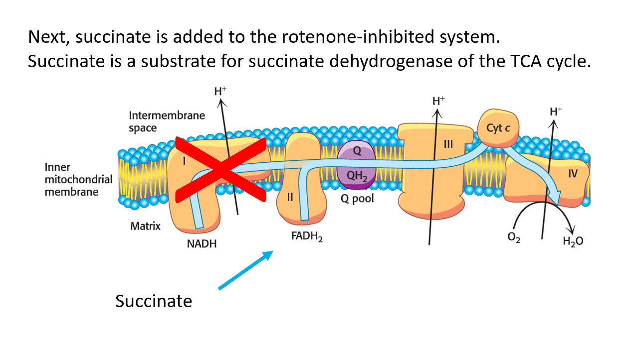 Solved This is the normal electron transport chain receiving | Chegg.com