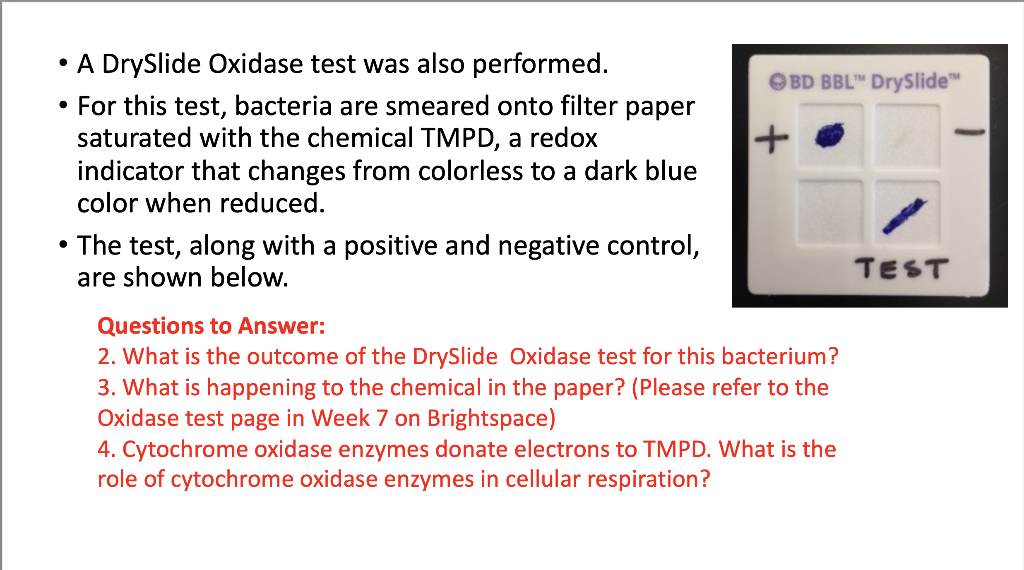 Solved BD BBL™ DrySlide • A DrySlide Oxidase test was also | Chegg.com