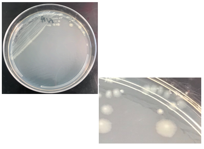 Solved Test #1: Inoculation of a Nutrient Agar Plate using | Chegg.com